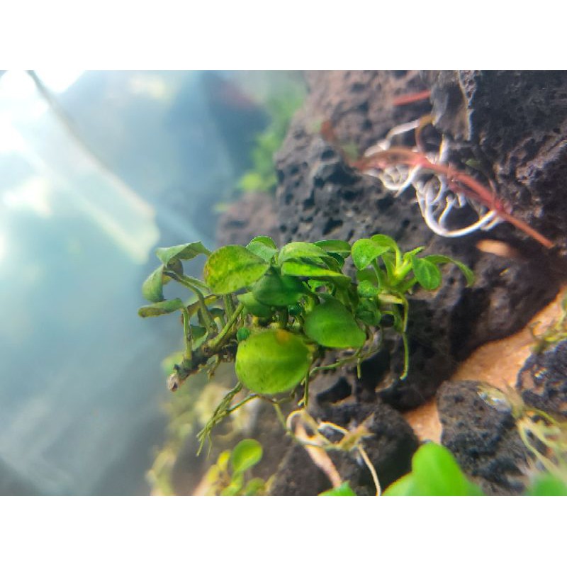 อนูเบียสมินิเพทาย (Anubias mini petite) | Shopee Thailand
