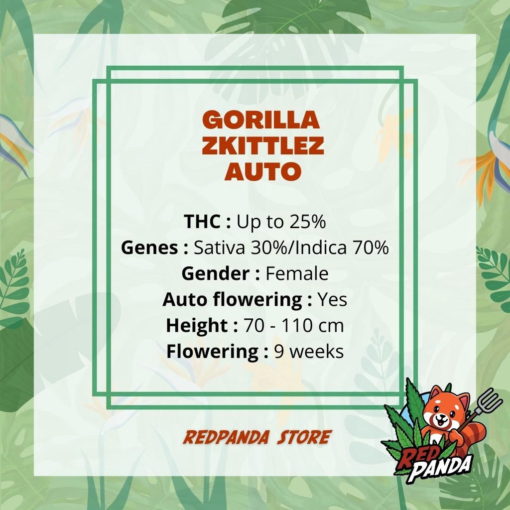 Fastbuds เมล็ดพันธุ์ Gorilla Zkittlez Auto เมล็ดกัญชานอก เมล็ดกัญชาค่าย ...