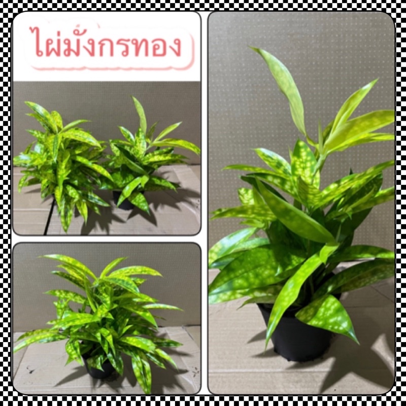 ไผ่มังกรทอง ไม้มงคล ไม้ฟอกอากาศ ส่งพร้อมกระถาง 4 นิ้ว - sunee_009 ...