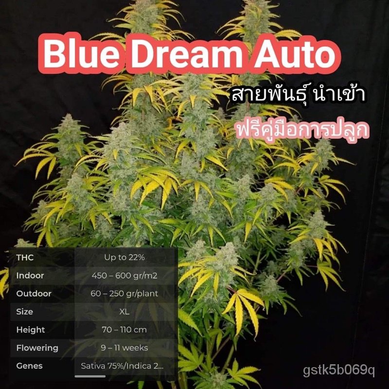 เมล็ดพันธุ์ เมล็ด บลูดรีม auto แท้ blue dream auto บรีดไทย ...