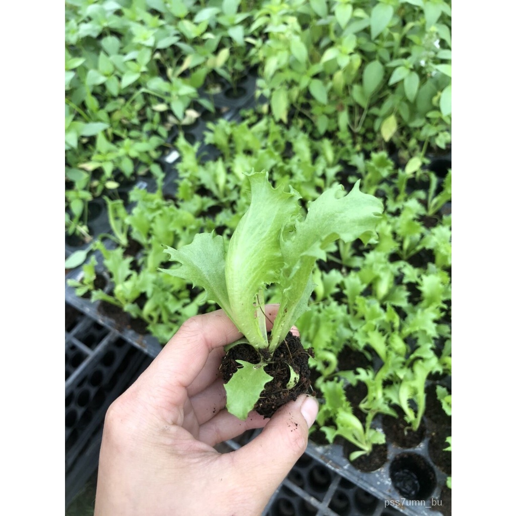 เมล็ดพันธุ์ต้นกล้าสลัด ฟิลเลย์ไอซ์เบิร์ก Frillice Ice Berg Lettuce ต้น ...