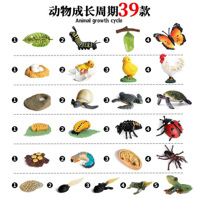 วงจรชีวิตสัตว์ ถูกที่สุด พร้อมโปรโมชั่น ส.ค. 2023|BigGoเช็คราคาง่ายๆ