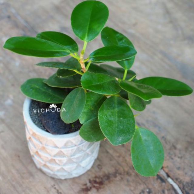 PLANTS l Ficus microcarpa L.f. (ต้นไม้ l ต้นไทรจีนใบกลม) *ไม่รวมกระถาง ...