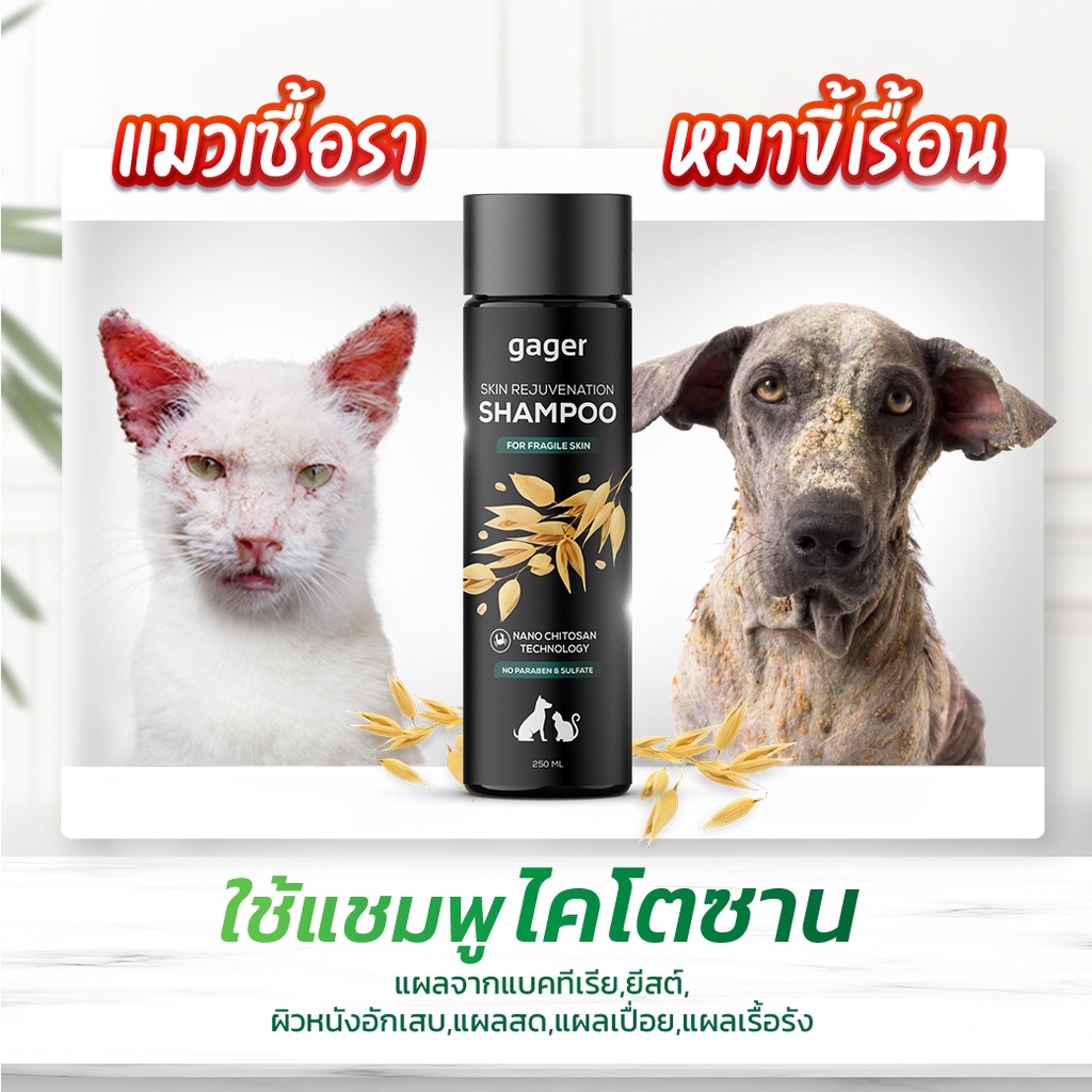Gager แชมพูสุนัข สูตรโอ๊ตมีล สำหรับโกลเด้นลาบราดอร์ ช่วยบรรเทาอาการคัน ...