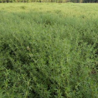 เมล็ดพันธุ์ถั่วฮามาต้า(Hamata verano stylo) | Shopee Thailand