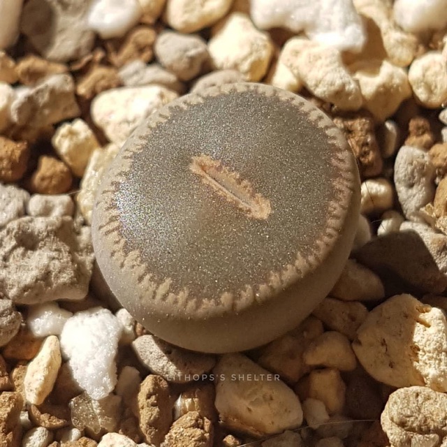 Lithops C153A Maraisii Black Top - coco.ltd - ThaiPick