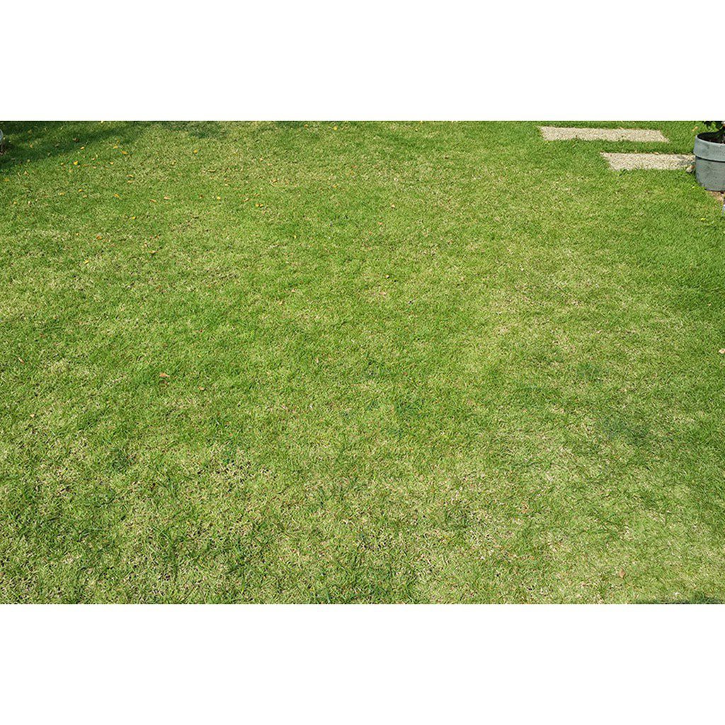 เมล็ดพันธุ์ ผู้ผลิตขายส่ง เมล็ดหญ้านวลน้อย Manila Grass Temple Grass ...