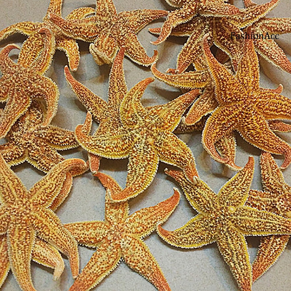 「FASH 」2Pcs Natural Dried Starfish Sea Star Beach Craft Wedding Party ...