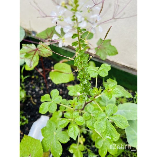 200- seed Maman sayur biji benih jeruk maman 5 daunกระโปรงหมวกผักชี ...