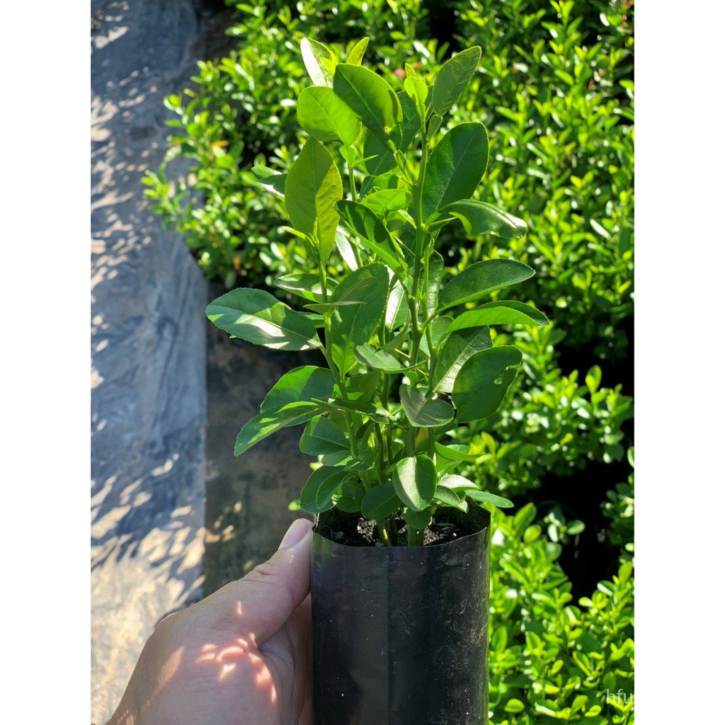 มะนาวแป้นรำไพ เบอร์600 - maple03_style - ThaiPick