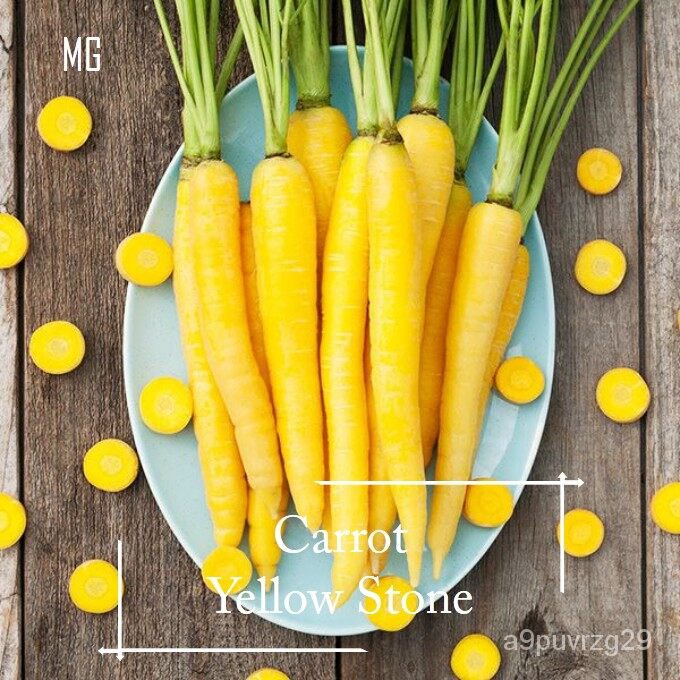 2022Carrot Mix Seeds - 100 Seed Pot Friendly - - Dark Purple ...