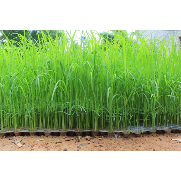 ถาดเพาะกล้านาโยน 561 หลุม จำนวน 700 ชิ้น ถาดนาโยน เพาะกล้าข้าว ถาดเพาะ ...