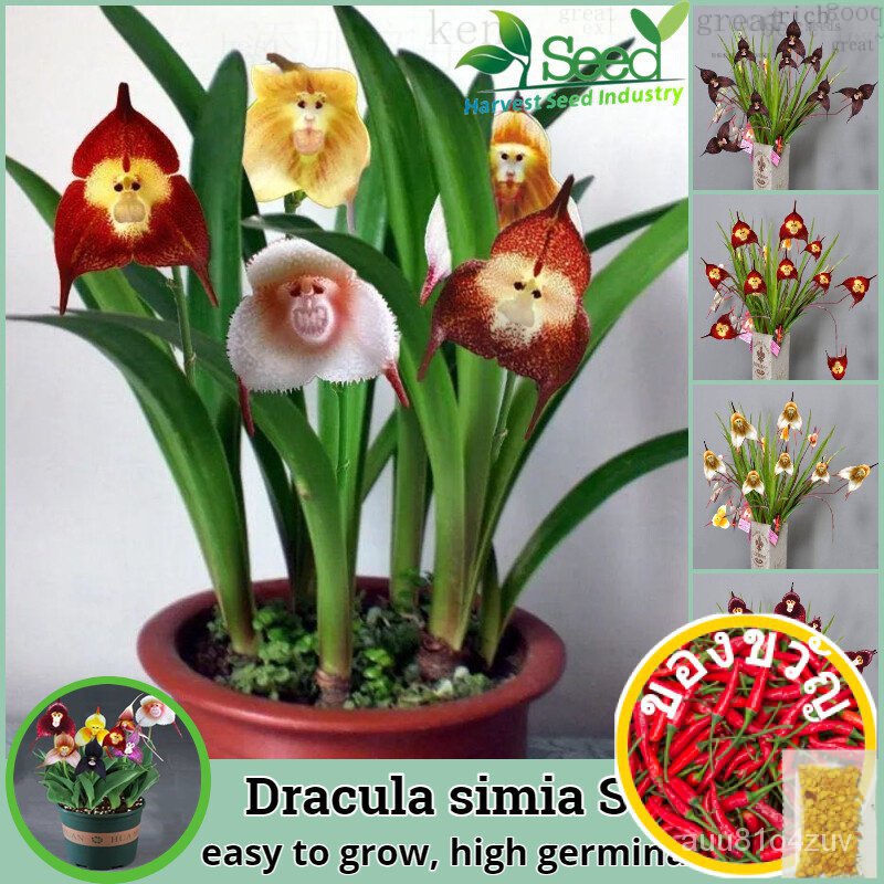 ง่ายการเจริญเติบโต เมล็ด Dracula Simia ที่หายากสำหรับการเพาะปลูก ...