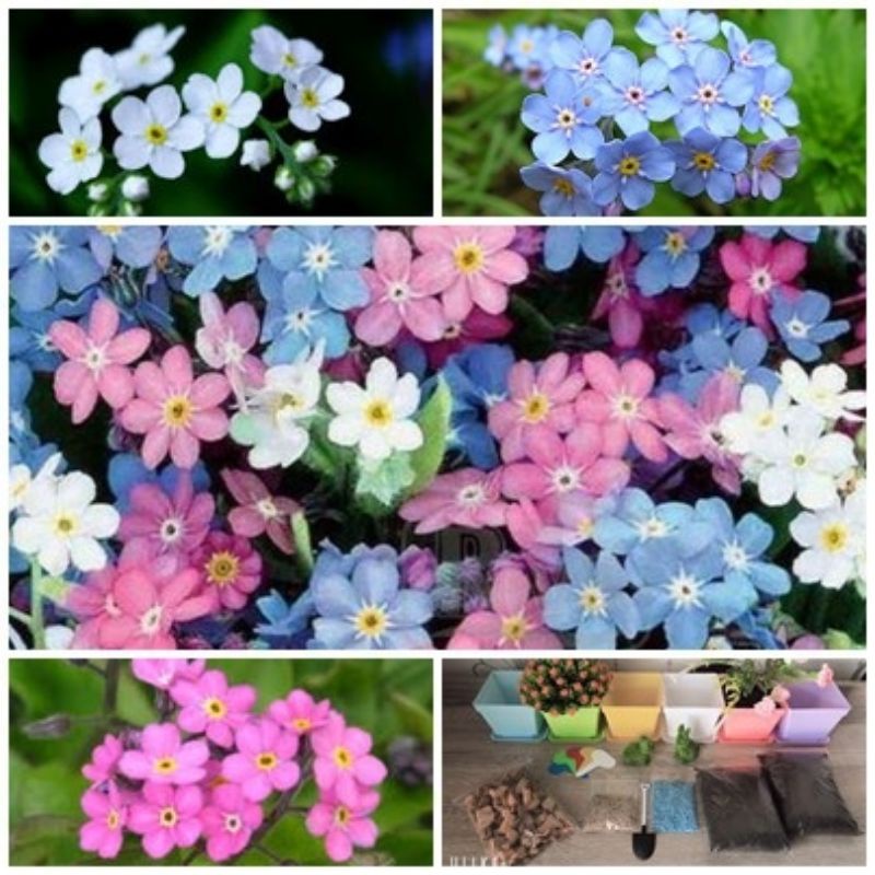 ชุดปลูกดอกไม้ Forget me not รวม 3 สี ขาว ฟ้า ชมพู นำเข้าจากอังกฤษ ...