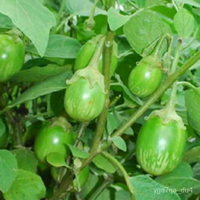จุดประเทศไทย ILOCOS EGGPLANT ROUND GREEN VEGETABLE SEEDS (105 seeds)เมล็ดอวบอ้วน 100 รอคอยที่จะ ...