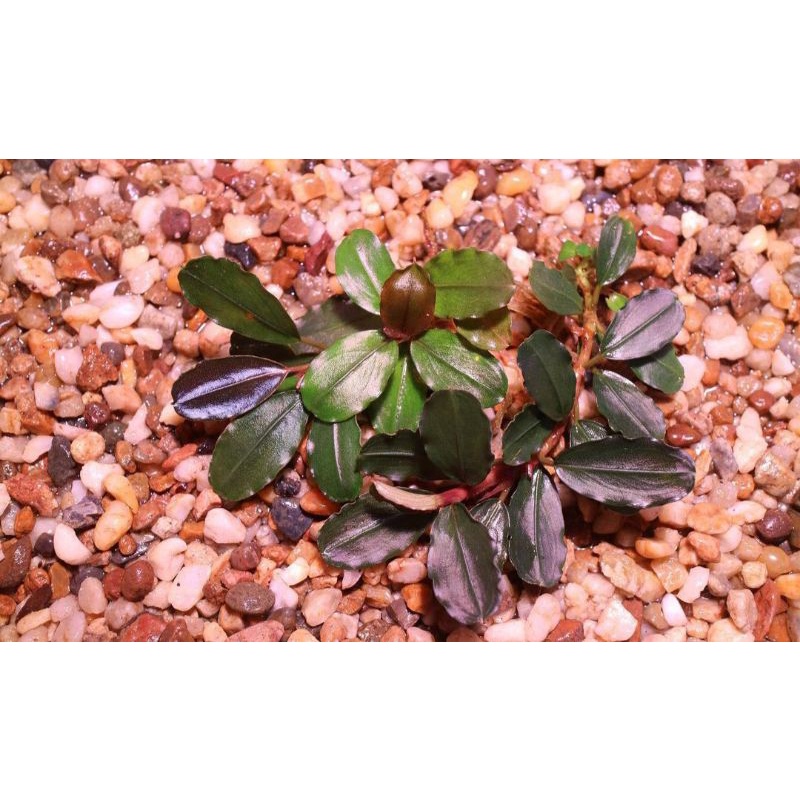Bucep browni สีเขียว - bundaika02em.th - ThaiPick