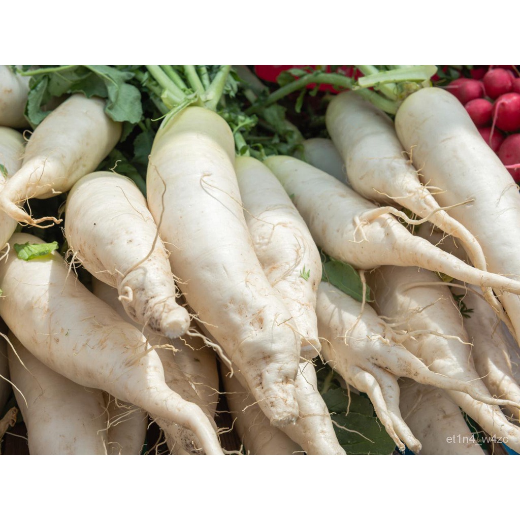 จุดประเทศไทย Radish 3grams 210-250 pcs Snow White Vegetables Seeds ...