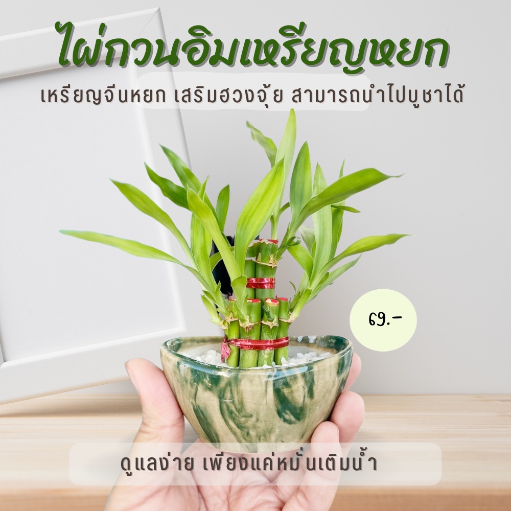 ไผ่กวนอิม พร้อม กระถางเหรียญจีน เหรียญหยก สายมูเตลูต้องมา - plukplearn ...