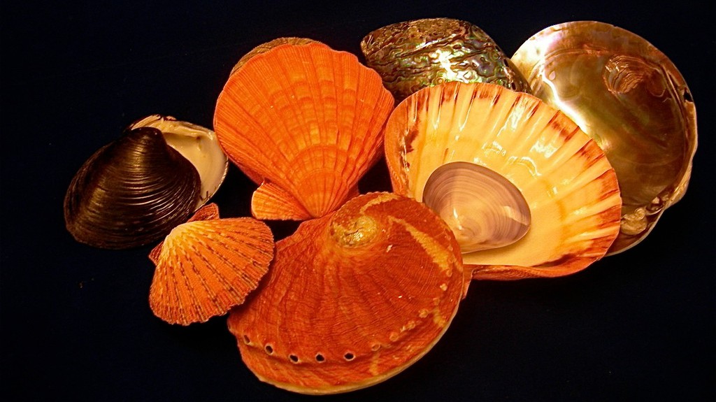 Andaman Seashell Shop, ร้านค้าออนไลน์ | Shopee Thailand