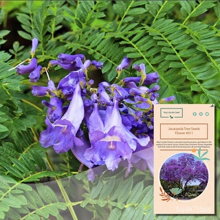 Jacaranda Tree Seeds, Jacaranda Mimosifolia Seeds, Tree Seeds ...