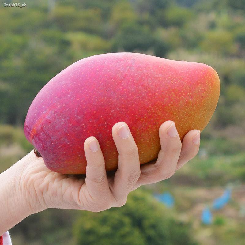 สายจูงสัตว์เลี้ยงHainan Royal Mango ผลไม้หวานสำหรับสตรีมีครรภ์ตามฤดูกาล ...