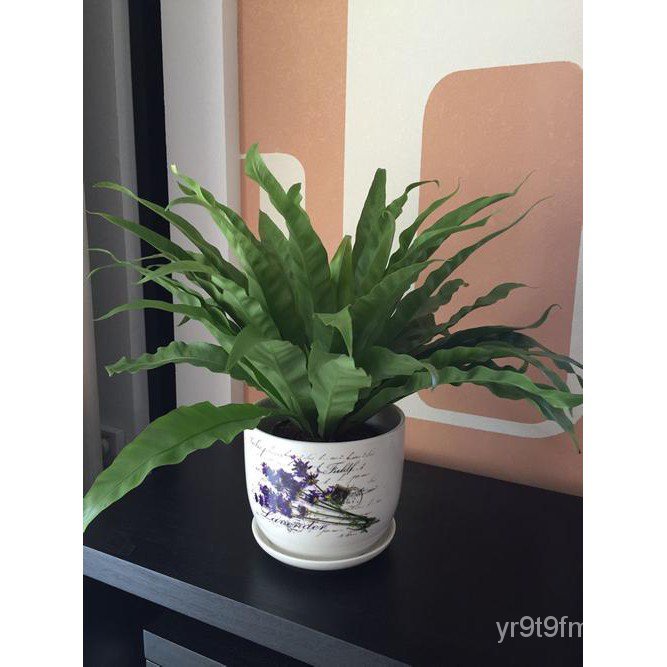 50 seeds/pack Bonsai ornamental flower seeds Asplenium nidus flower ...