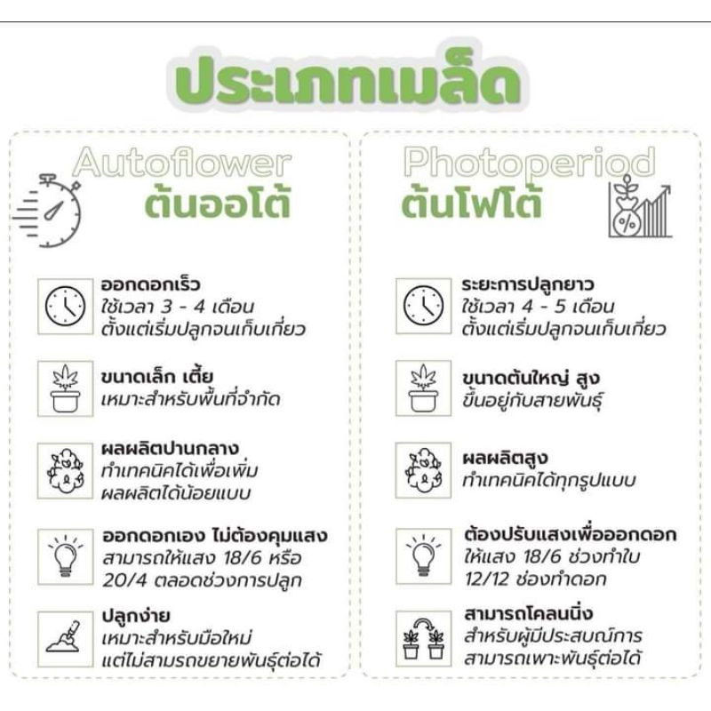เมล็ดกัญชา KDKT เกาะเต่า100 - mr.highman - ThaiPick