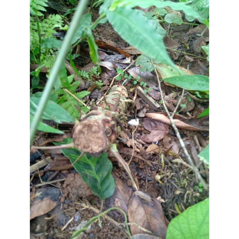 Bongol ถูกที่สุด พร้อมโปรโมชั่น ต.ค. 2023|BigGoเช็คราคาง่ายๆ