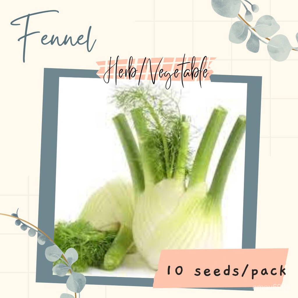 จุดประเทศไทย BUY ONE TAKE ONE Fennel Seeds for Planting (10 seeds)เมล็ด ...