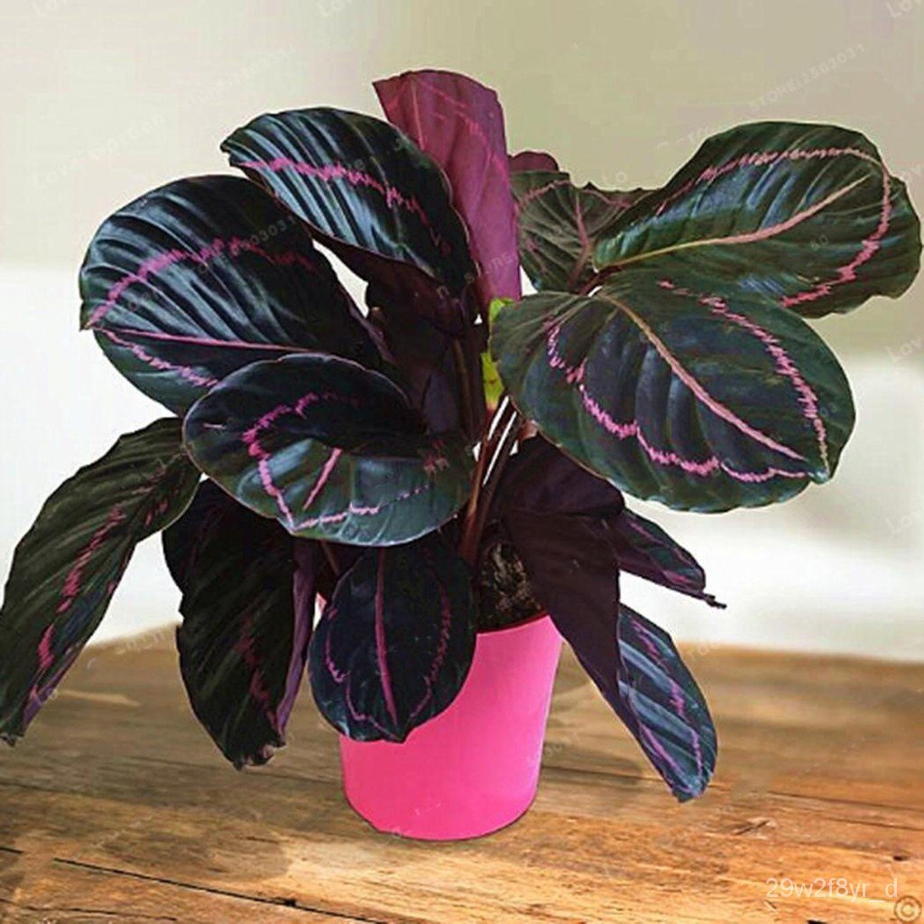 50Pcs Garden Balcony Beautiful Bonsai Plants Calathea Seeds Xl9I ...