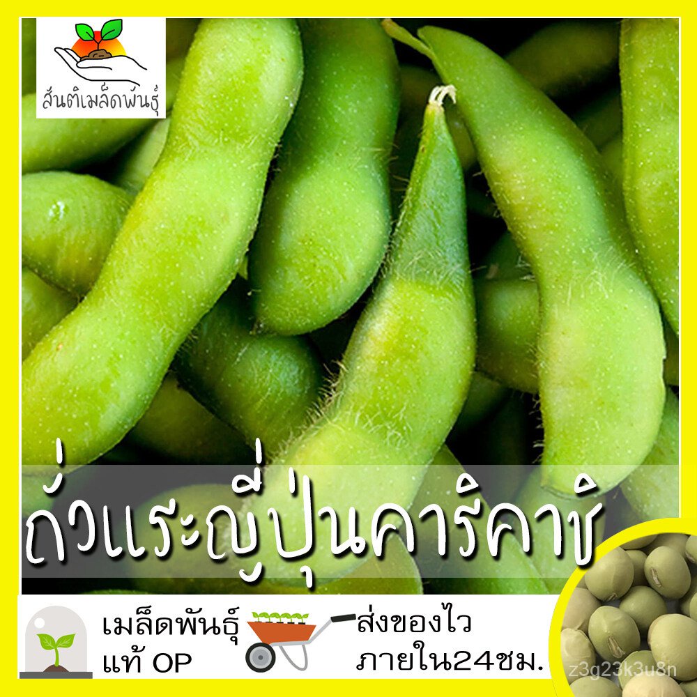 สปอตสินค้าเมล็ดอวบอ้วน ถั่วแระญี่ปุ่น คาริคาชิ 15 เมล็ด Karikachi ...