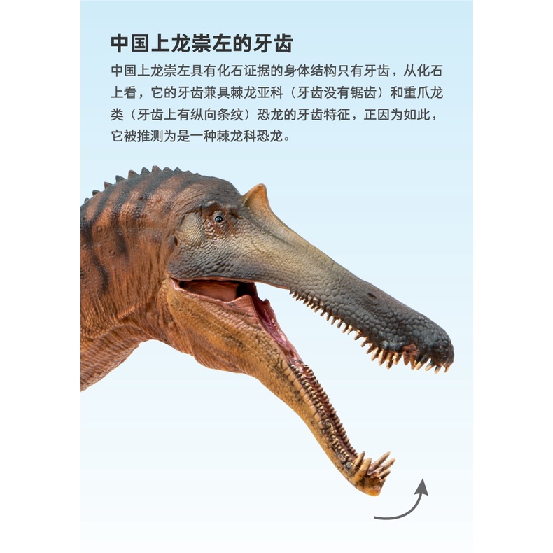 โมเดลฟิกเกอร์ รูปไดโนเสาร์ PNSO Chinese Shanglong 66 Chongzuo Dinosaur ...