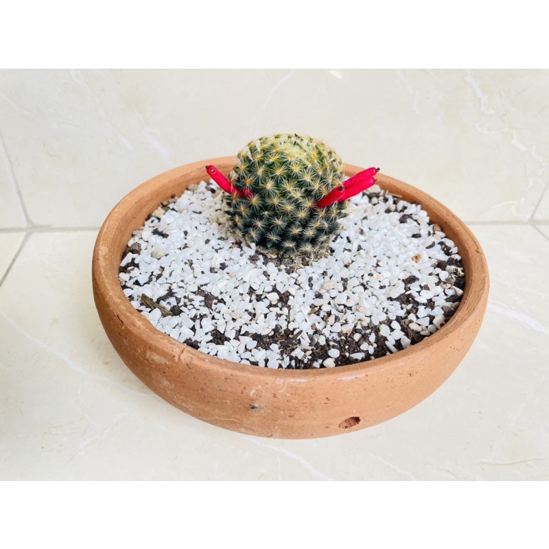 Cactus Cactoideae* | Shopee Thailand