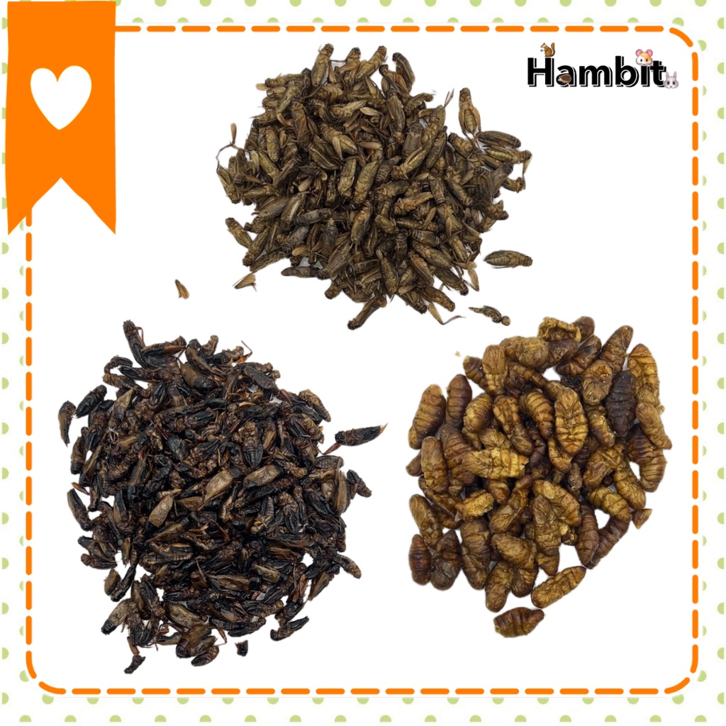 Hambit. หนอนไหมอบแห้ง จิ้งหรีดอบแห้ง สะดิ้งอบแห้ง ไม่ใส่เกลือ สำหรับ ...