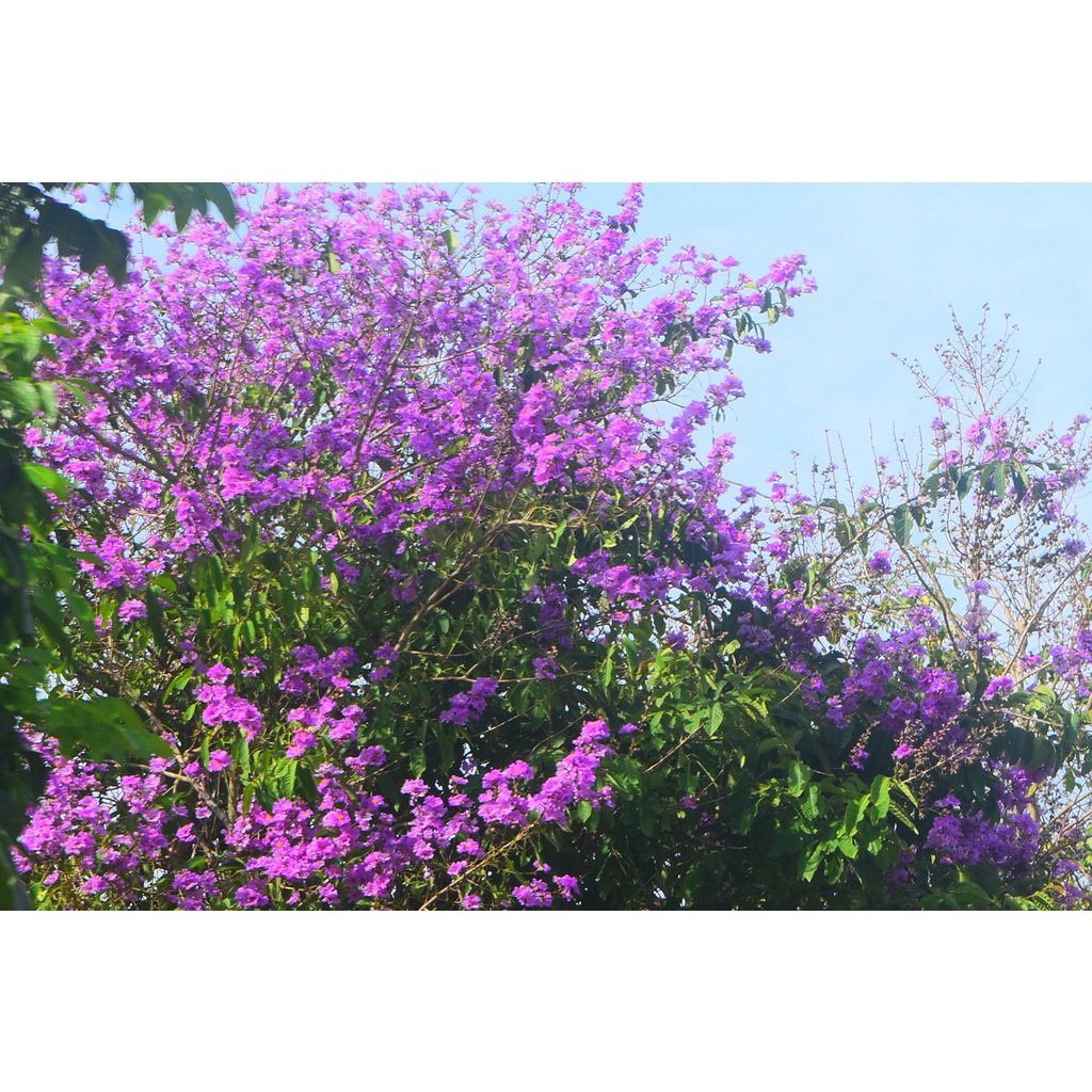 จุดประเทศไทย Plantfilled Banaba Tree Seeds for planting Trees Approx. 5 ...