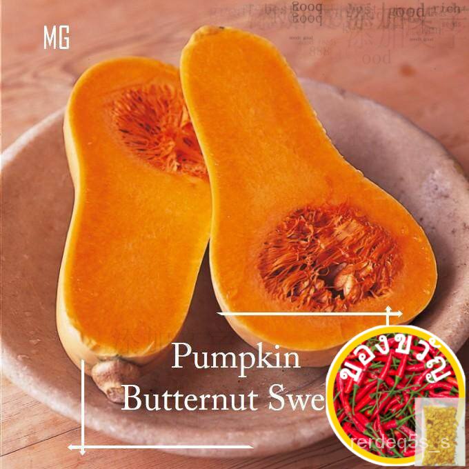 Butternut Sweet Pumpkin Squash Seeds - 10 seed Pot Friendly Tanam Pasu ...