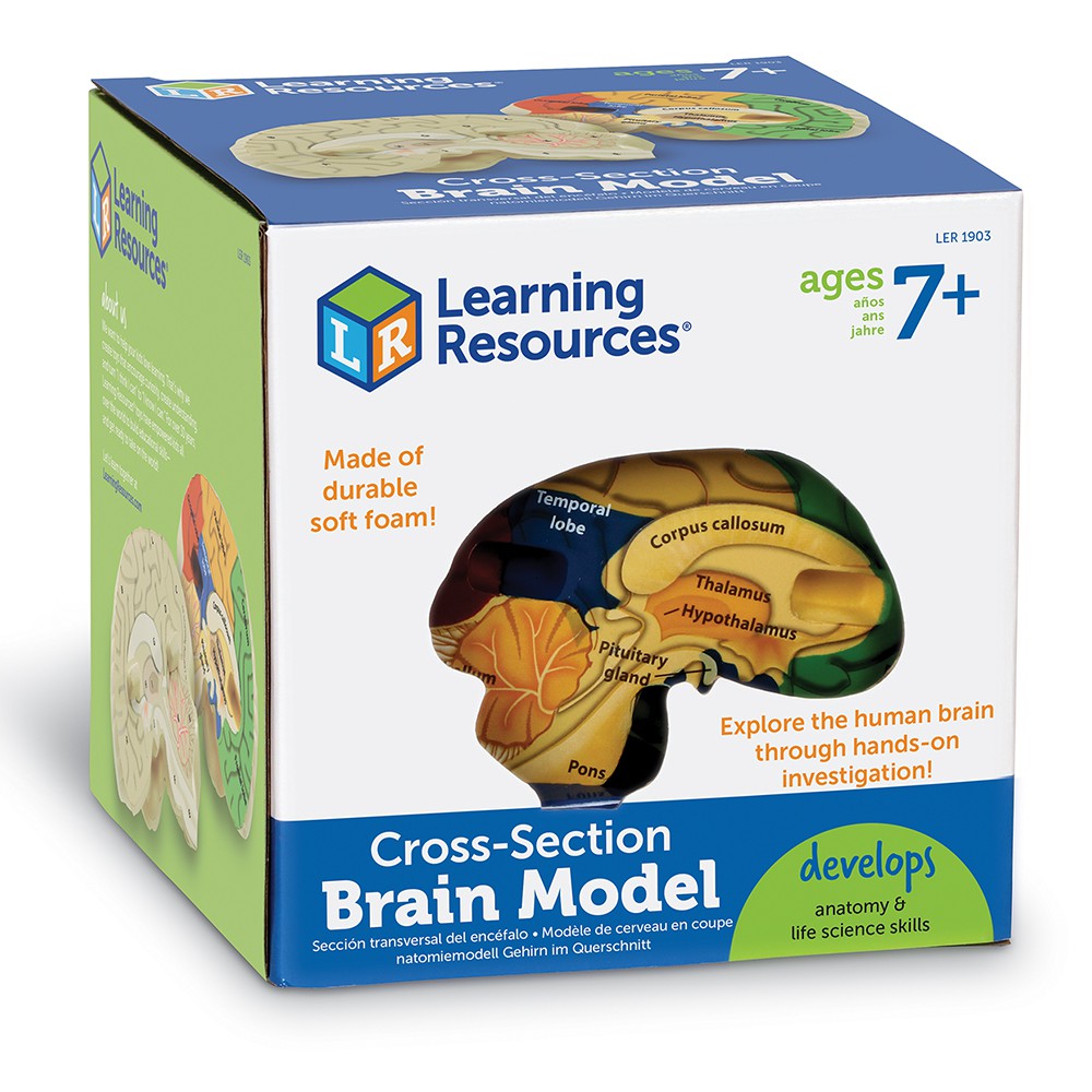 พร้อมส่ง Cross-Section Human Brain Model ของเล่น แบบจำลองสมองมนุษย์ ...