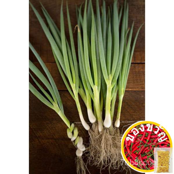 Patola 8gram 45-65 seeds Tagalog Seeds Herbs Vegetables Planting ...