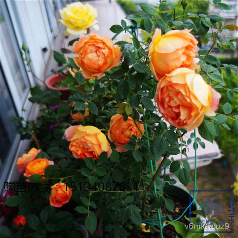 10 pieces of Lady Charlotte rose seeds with excellent varieties anfQ ...