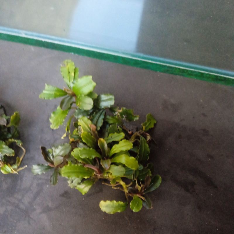 Buce ถูกที่สุด พร้อมโปรโมชั่น - พ.ย. 2021 | BigGo เช็คราคาง่ายๆ