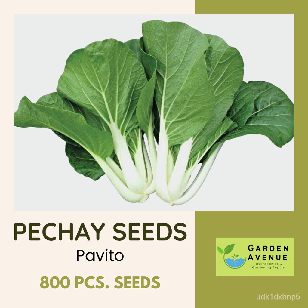 จุดประเทศไทย CONDOR Junior Can Cucumber - Malvar Lettuce - Fanfare ...