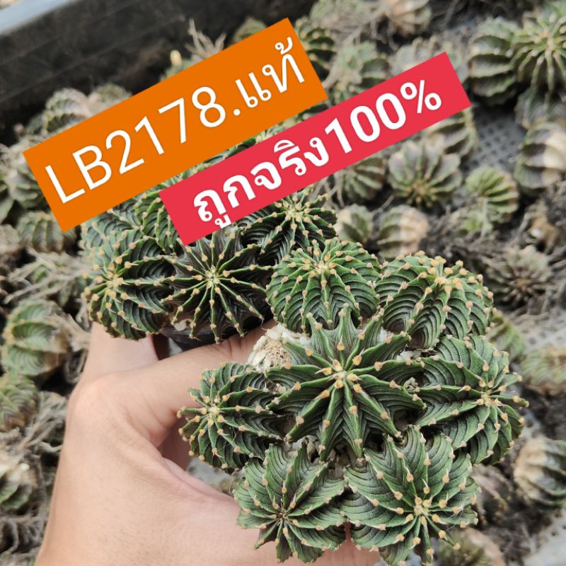 LB2178แท้10-12พูถูกสวยสั่ง5แถม1ต้น - unclejames_cactus - ThaiPick