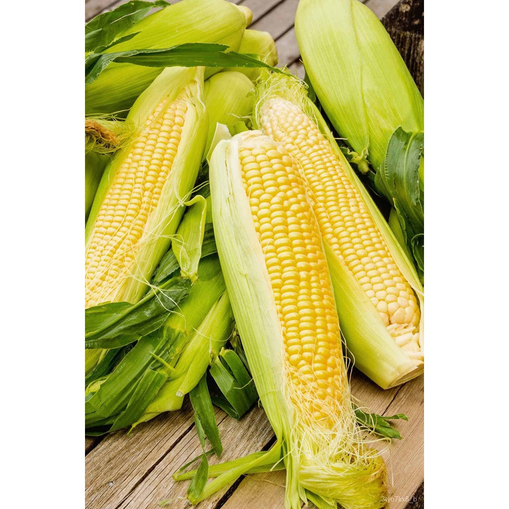 SUPER SWEET CORN SEEDS-50-60pcsเมล็ด (High Yield Easy to plant) เมล็ดแ ...