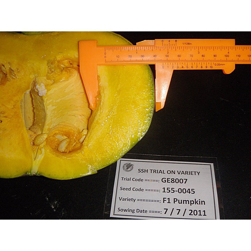 155 F1 Hybrid Pionner King Pumpkin Seeds Biji Benih Hibrid Labu Manis ...
