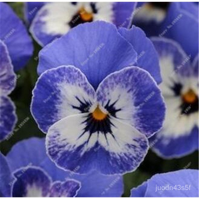 2022Free Shipping 30 Pcs Exotic Seed Pansy Seeds Mix Color Wavy Viola ...
