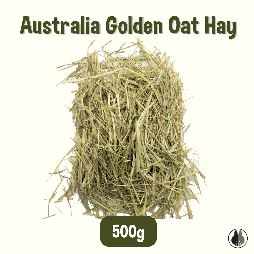 READY STOCK Australia Golden Oat Hay 500g (Suitable for rabbits chinchillas guinea pigs) XEbT ...