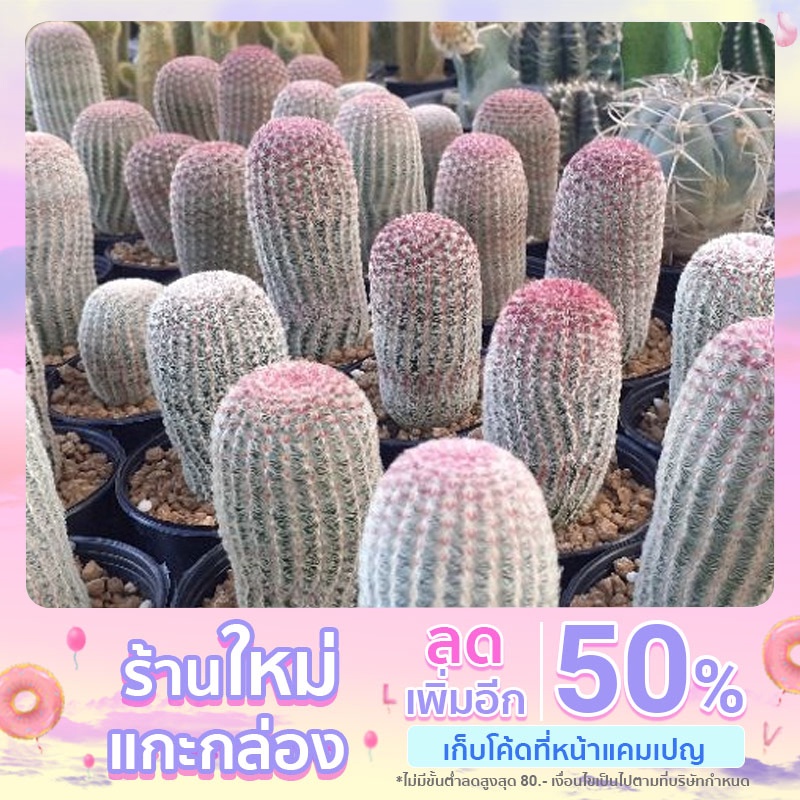 VOS014a แท้ ไม้เมล็ด - comsan2529 - ThaiPick