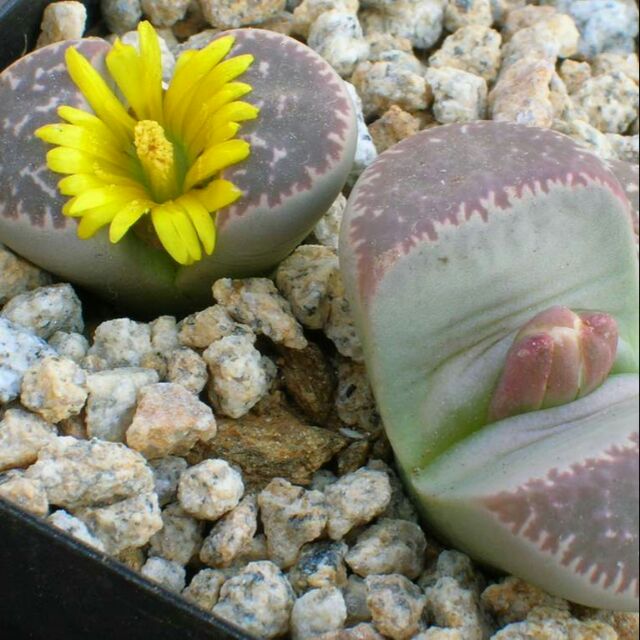LITHOPS - naureeniae C304 (20 seeds) | Shopee Thailand