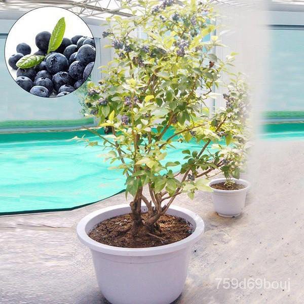 50Pcs Blueberry Tree Seed Fruit Blueberry Seed Potted Bonsai Seeds ...
