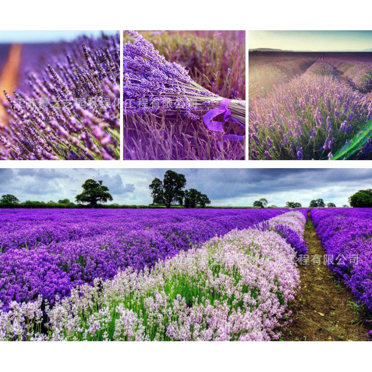 100 Pcs Bibit Bunga Lavender Empat Musim Untuk Balkon Halaman 4Hj1 ...